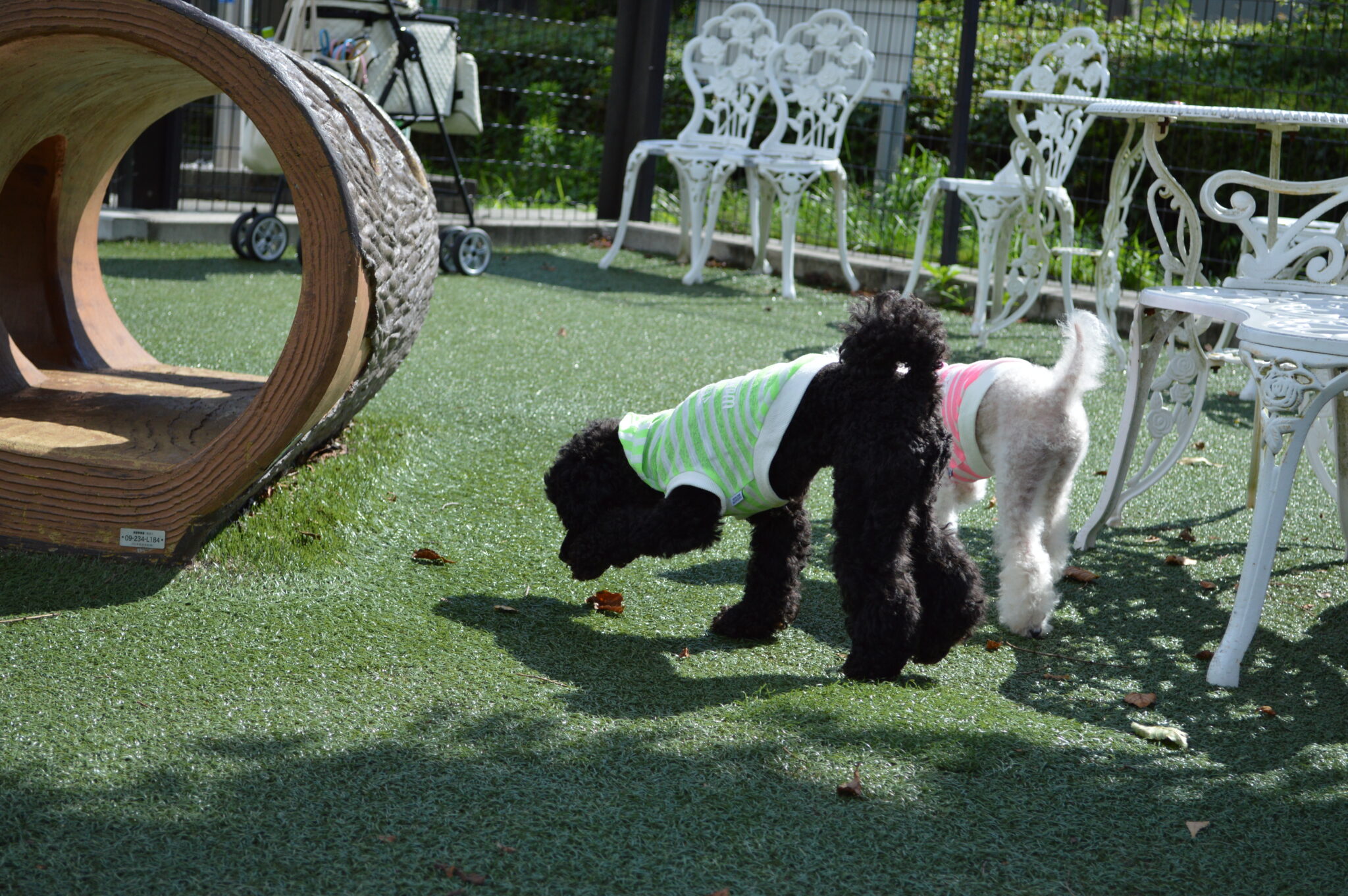 犬連れくるま旅 東名高速EXPASA足柄（上り）のドッグランとお風呂をレポート | 犬と一緒にくるま旅